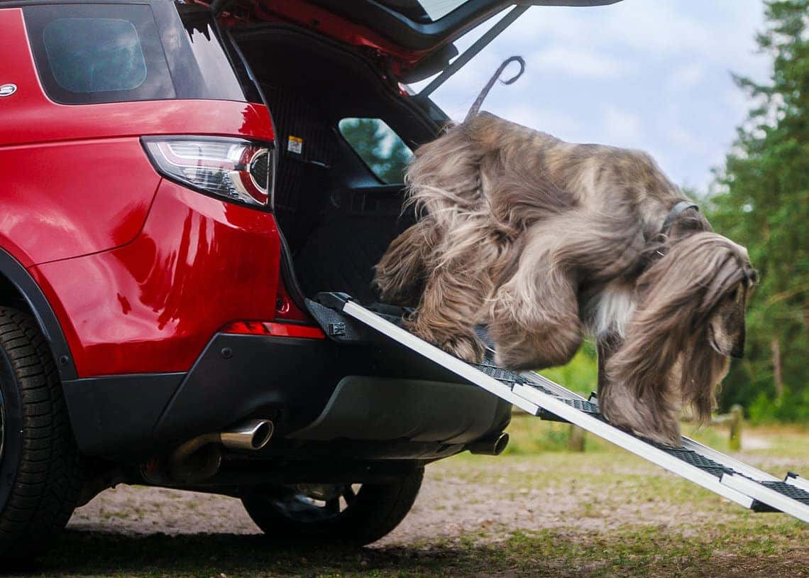 Ask Land Rover Colorado Springs about Premium Pet Packs for your dog